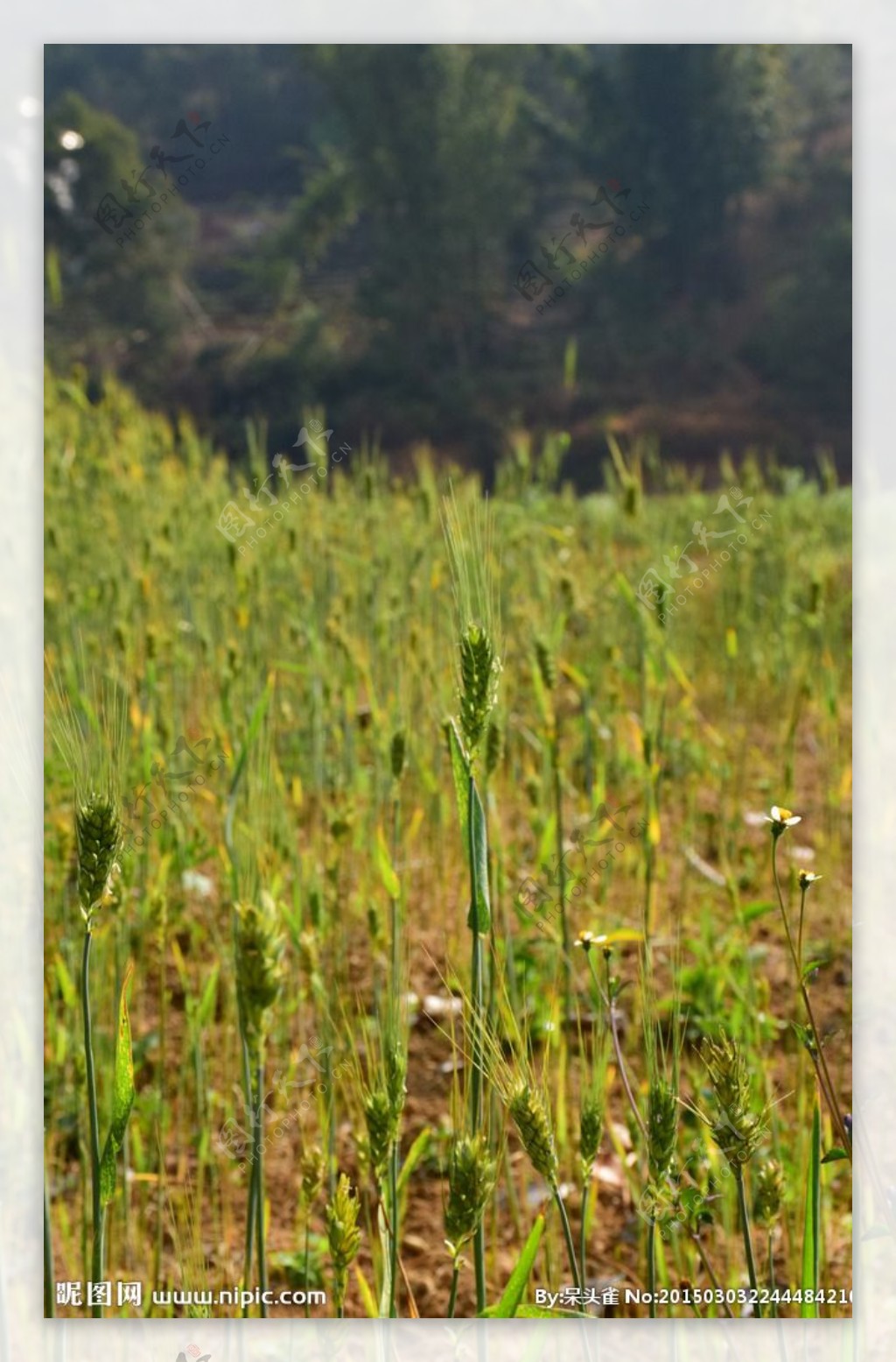 稻田图片素材-编号08546517-图行天下