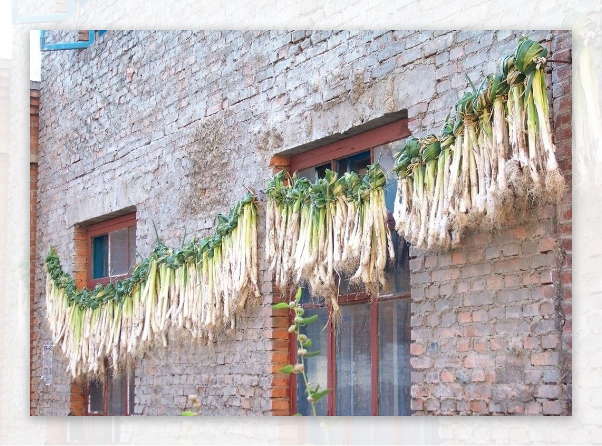 晒大蒜图片素材-编号12474647-图行天下