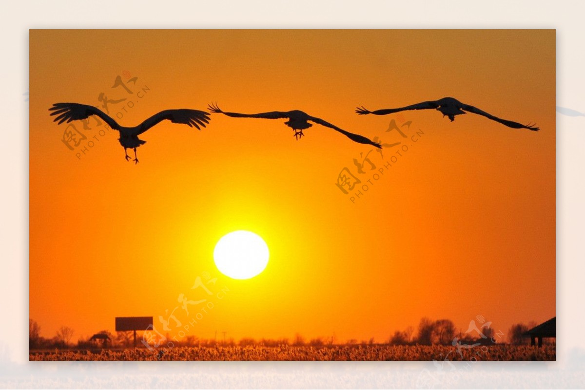 落日飞雁图片素材-编号12675007-图行天下