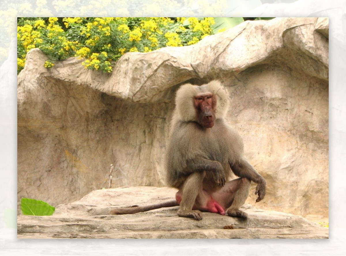 狒狒图片素材-编号13954637-图行天下