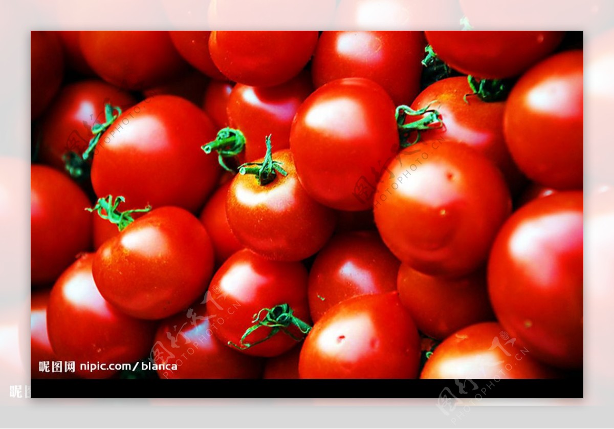 蕃茄图片素材-编号13964577-图行天下