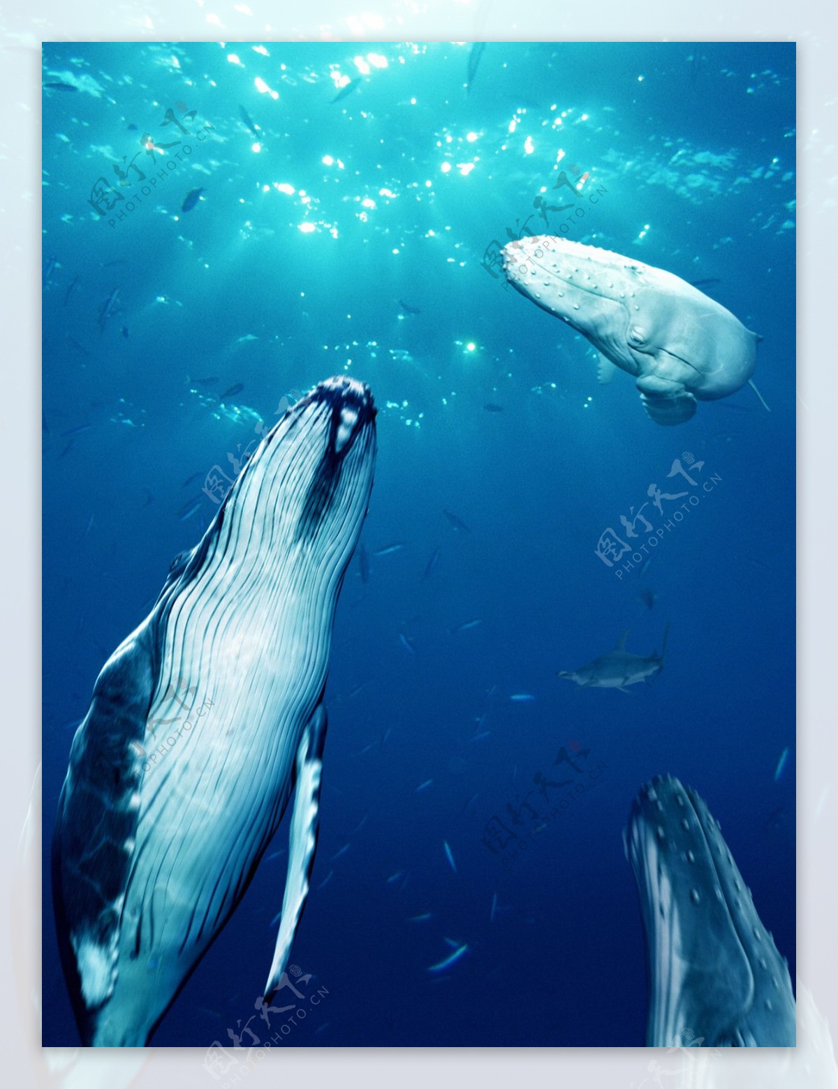 蓝鲸图片素材-编号14022597-图行天下