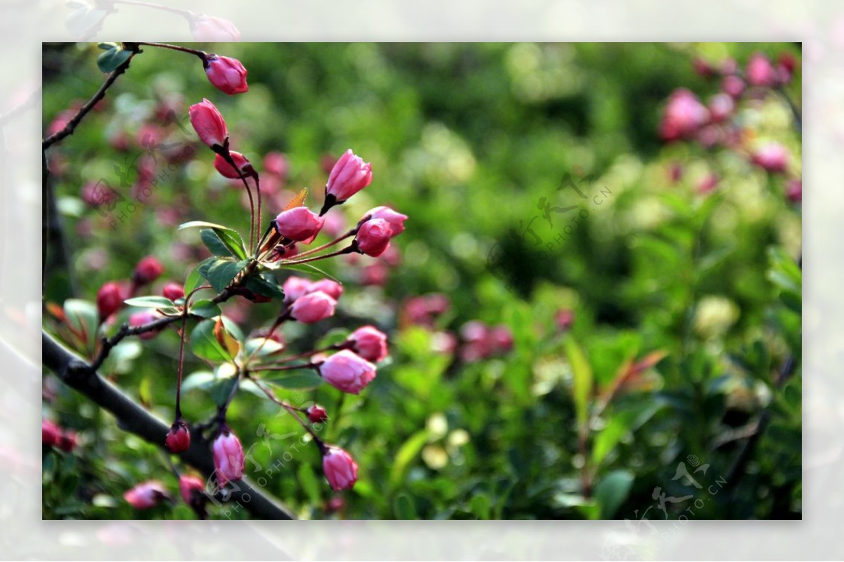 海棠图片素材-编号14503147-图行天下