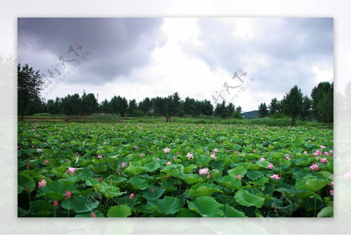 池塘荷花美景图片素材-编号15042557-图行天下