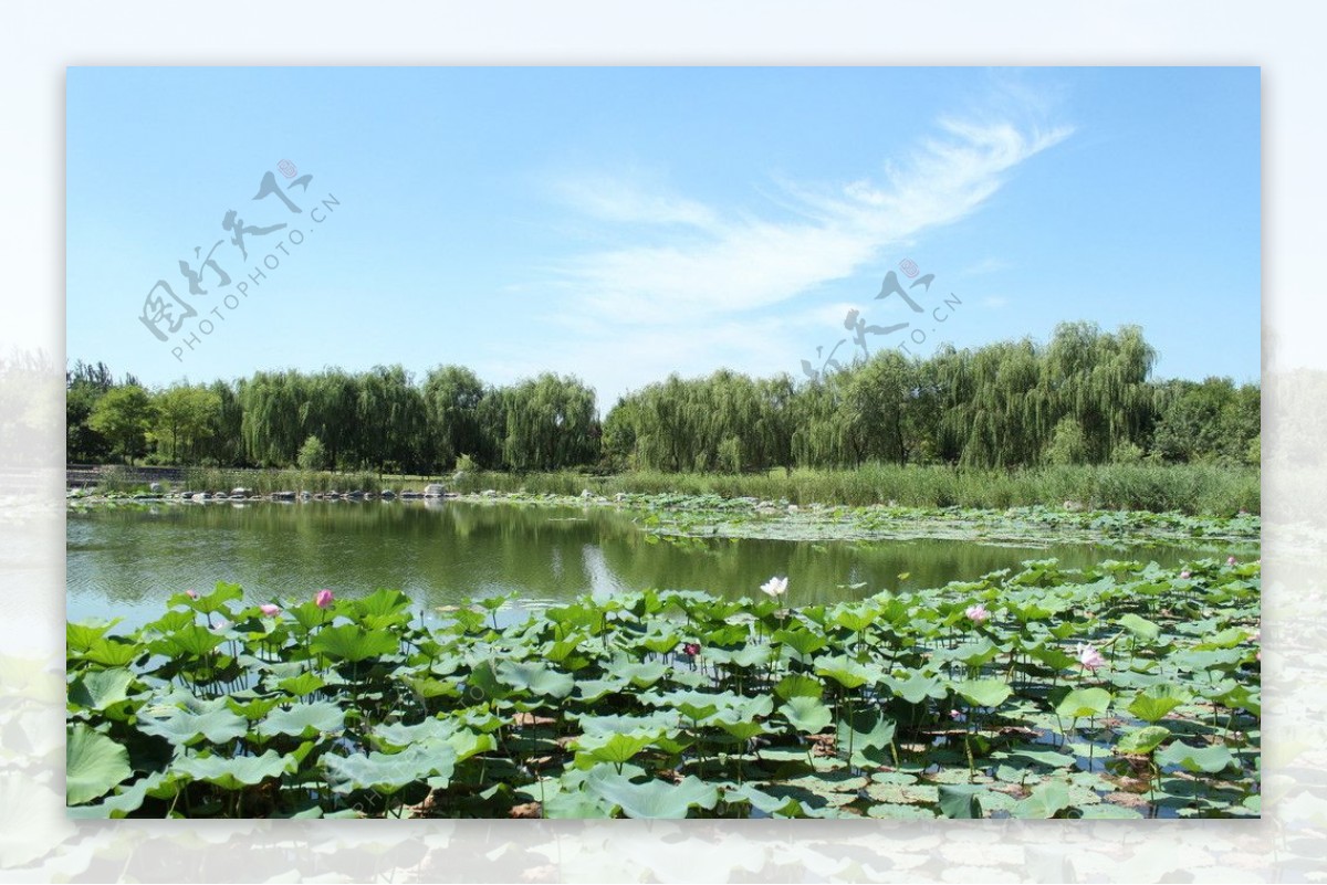 荷塘图片素材-编号15058237-图行天下