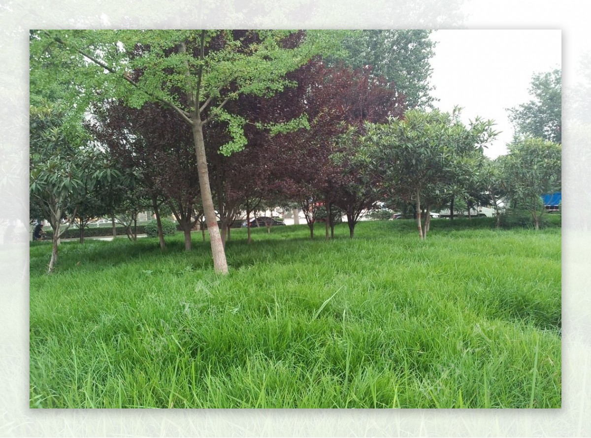 公园草地图片素材-编号15076857-图行天下