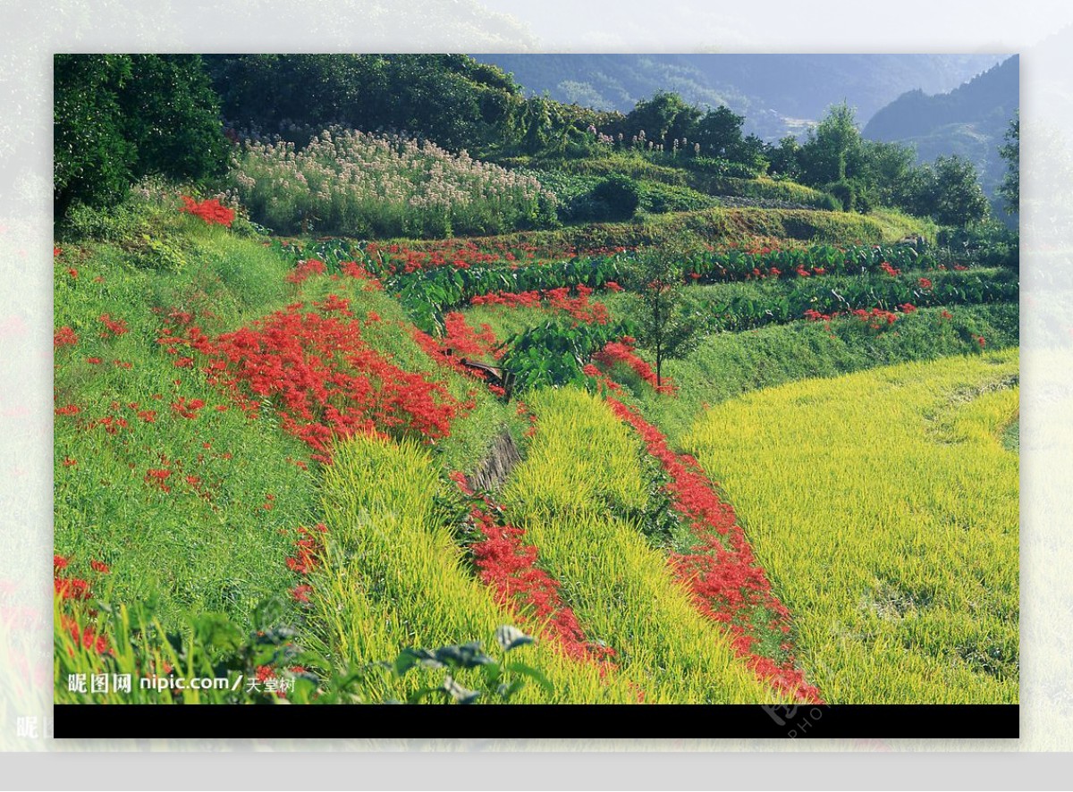 田野图片素材-编号15294677-图行天下