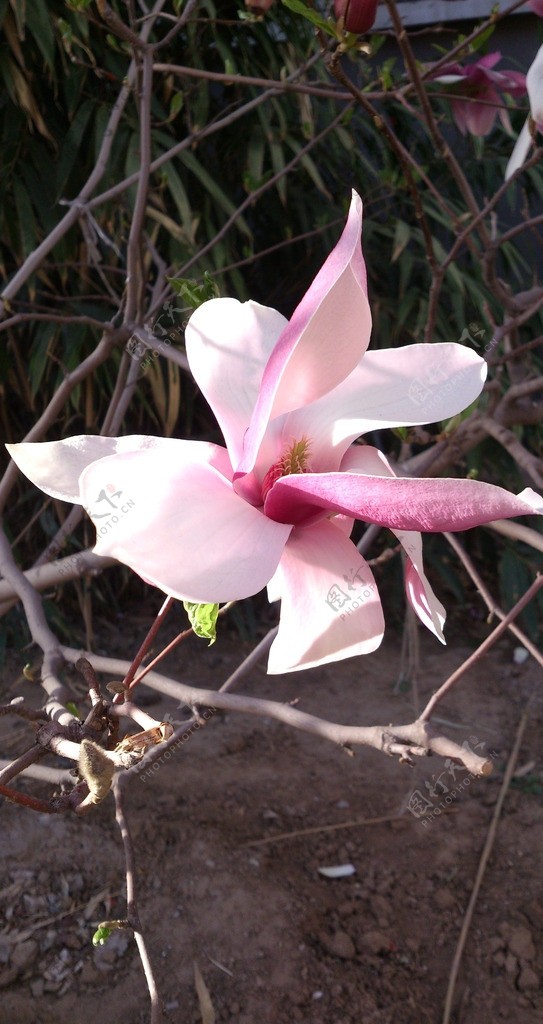 玉兰花图片素材-编号15306157-图行天下