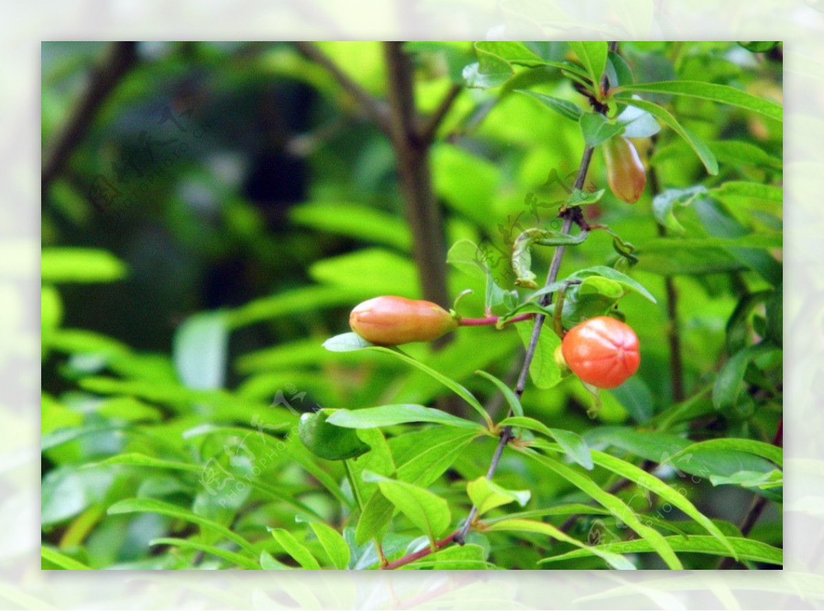 石榴花苞图片素材-编号15324987-图行天下