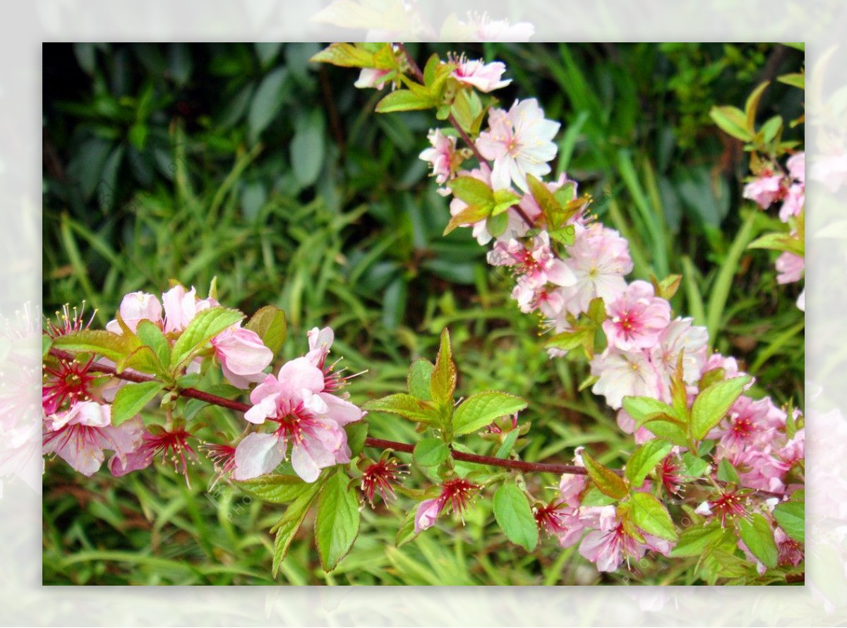 樱花图片素材-编号15326867-图行天下