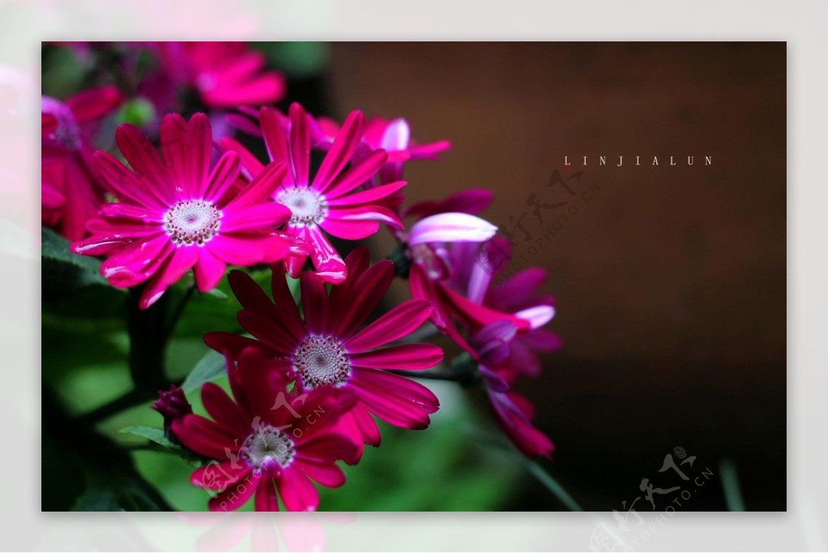 菊花图片素材-编号15327747-图行天下