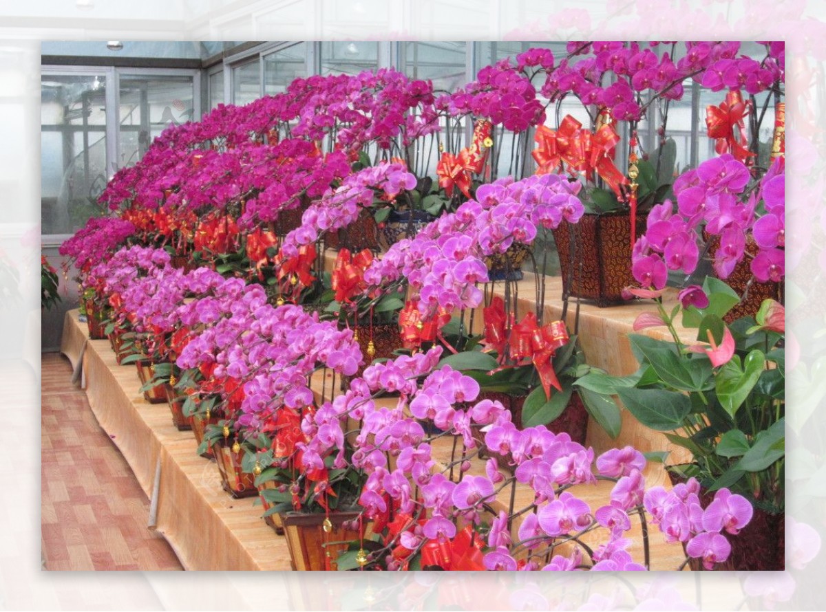 蝴蝶兰图片素材-编号16223947-图行天下