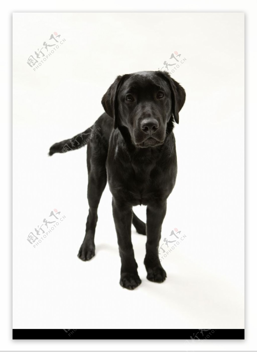 宠物狗狗0175图片素材-编号19866297-图行天下