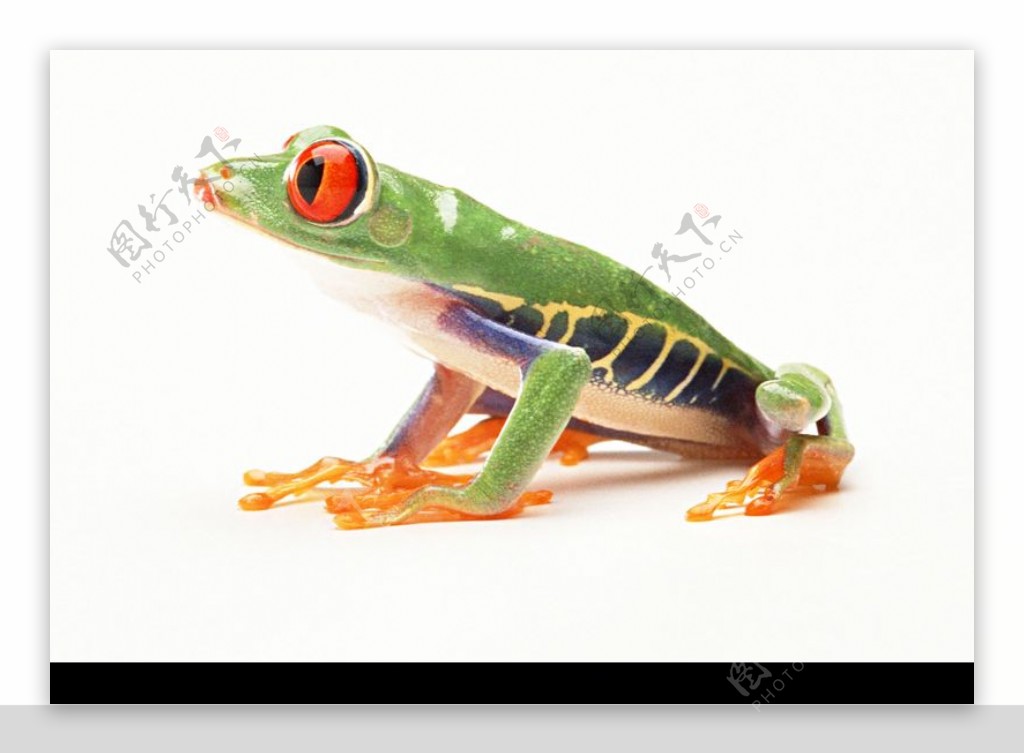 动物表情0164图片素材-编号20004317-图行天下