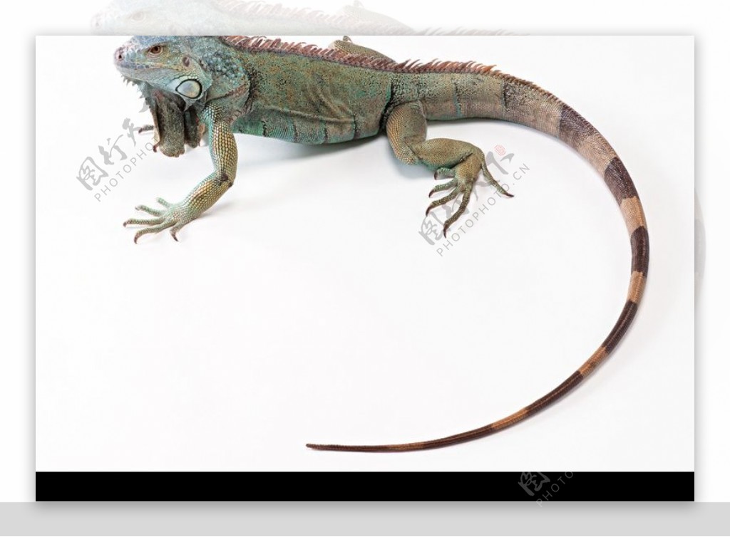 动物表情0221图片素材-编号20005067-图行天下