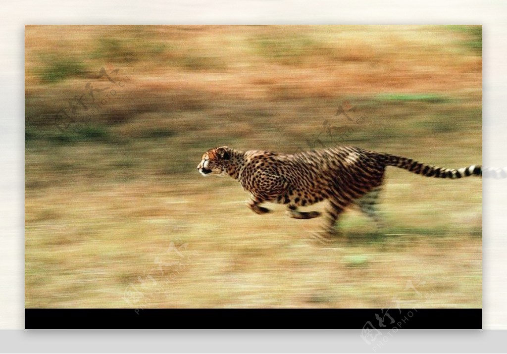 凶猛动物0166图片素材-编号20247837-图行天下