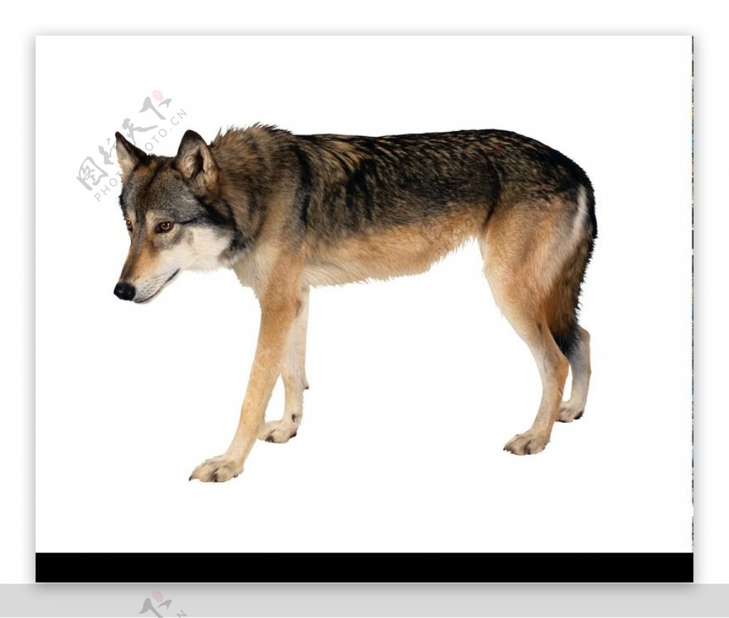 宠物之狗0065图片素材-编号20250617-图行天下