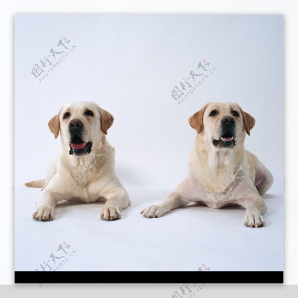 宠物精灵0087图片素材-编号20260137-图行天下