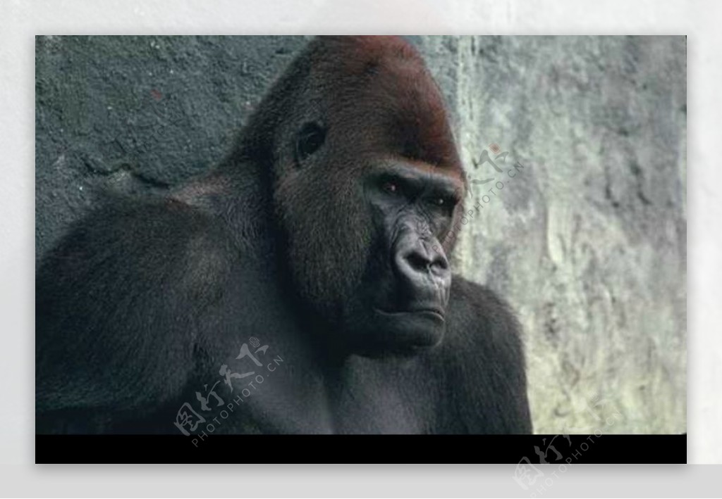 猴也疯狂0249图片素材-编号20276147-图行天下