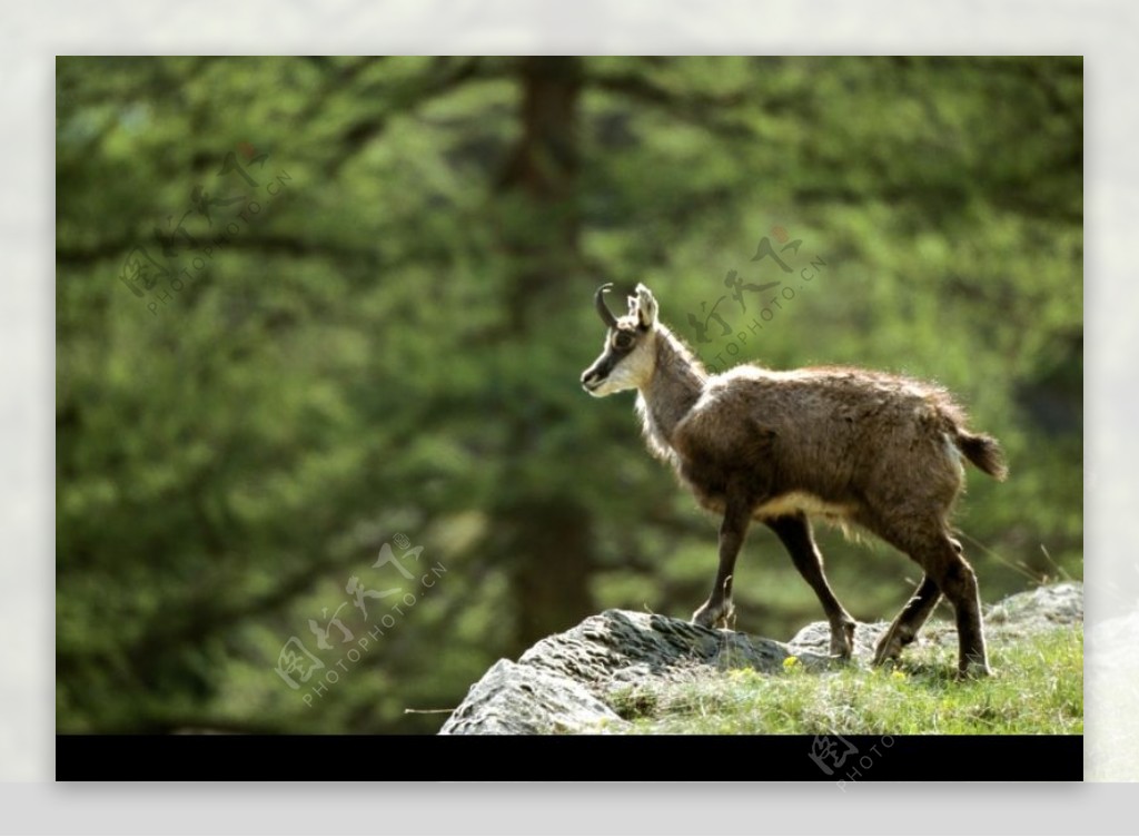 野生动物0069图片素材-编号20290857-图行天下