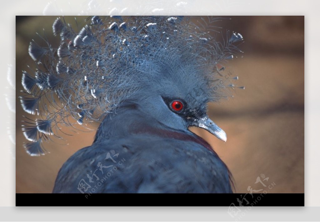 动物世界0023图片素材-编号20293517-图行天下