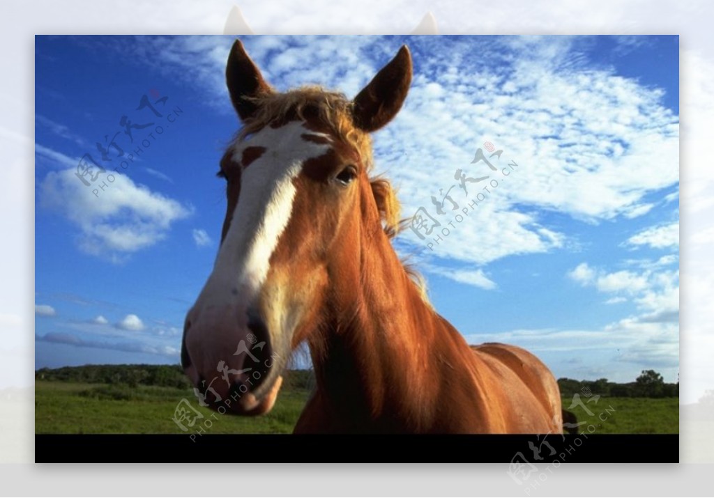 家畜0034图片素材-编号20316487-图行天下