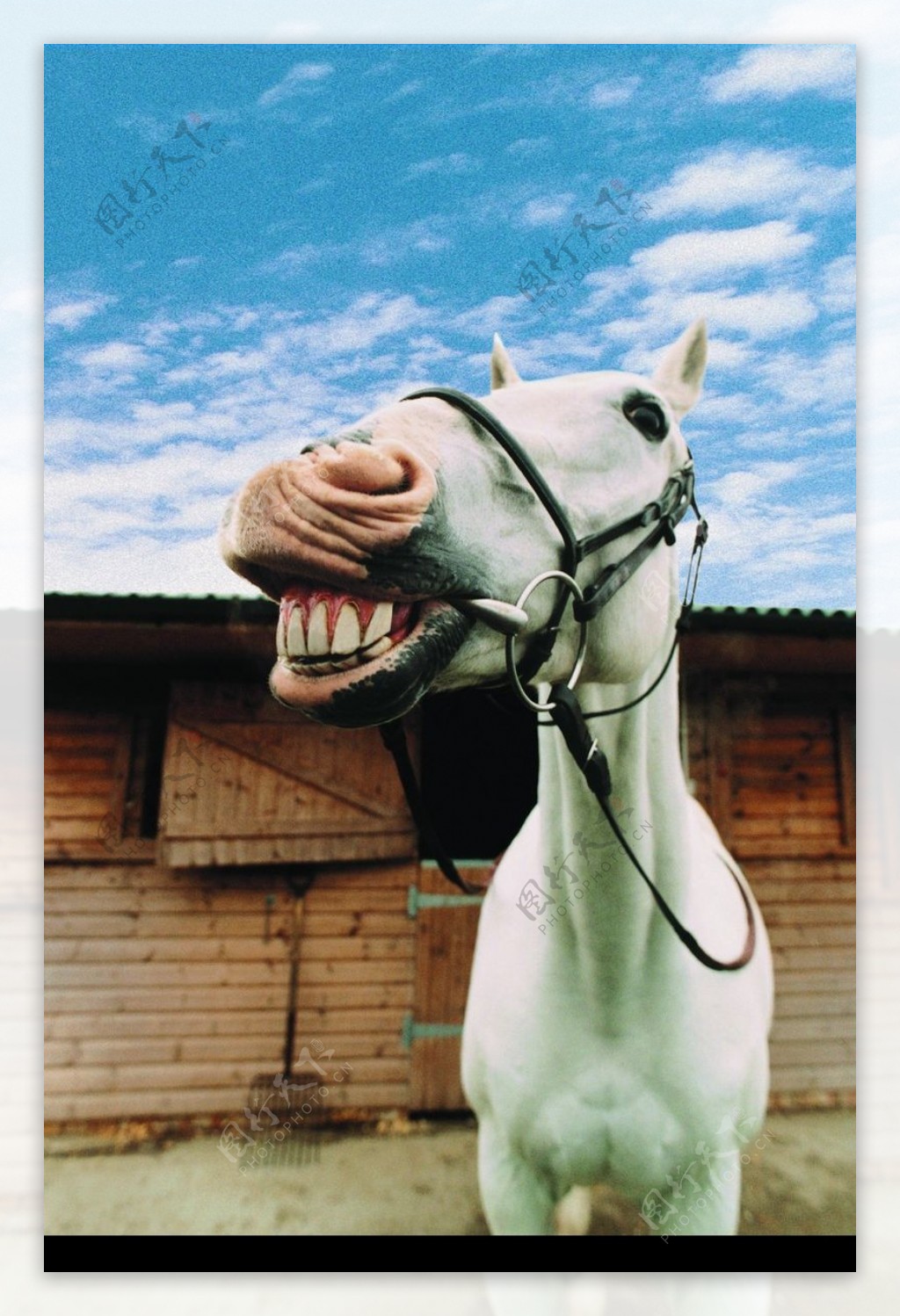 马0011图片素材-编号20413487-图行天下