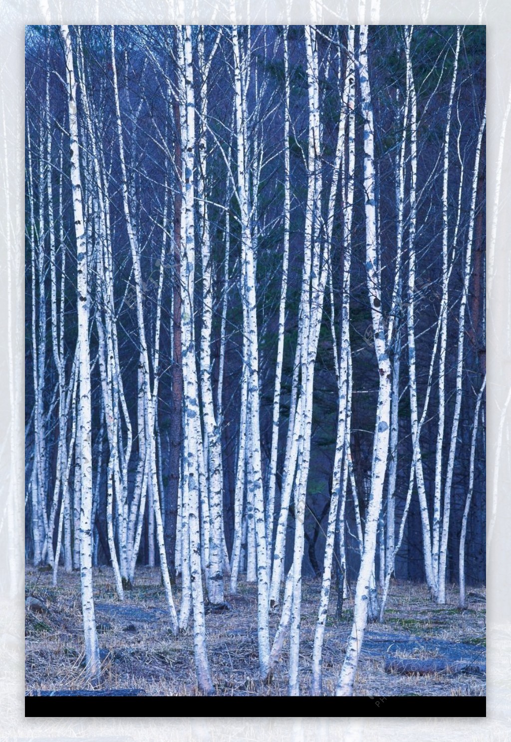 树之百态0072图片素材-编号20430387-图行天下