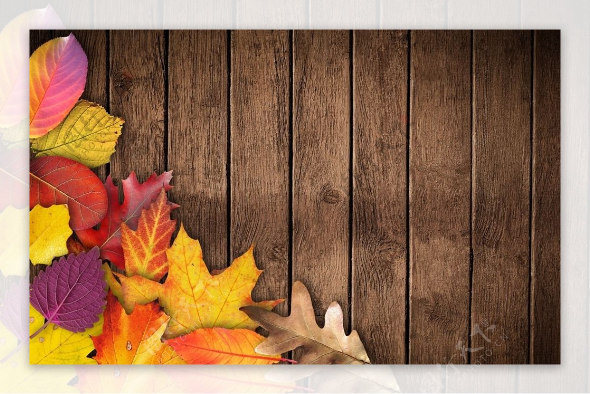 枫叶图片素材-编号23386177-图行天下