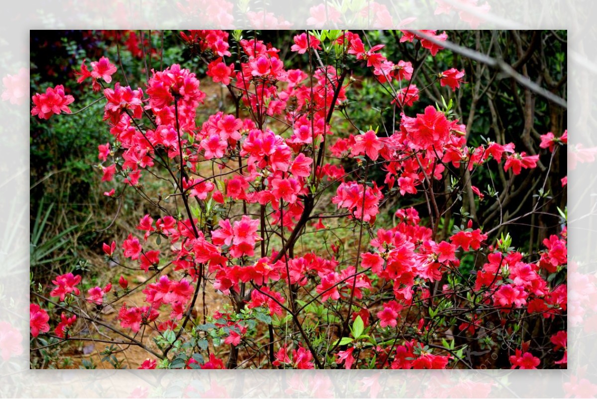 映山红图片素材-编号23810877-图行天下