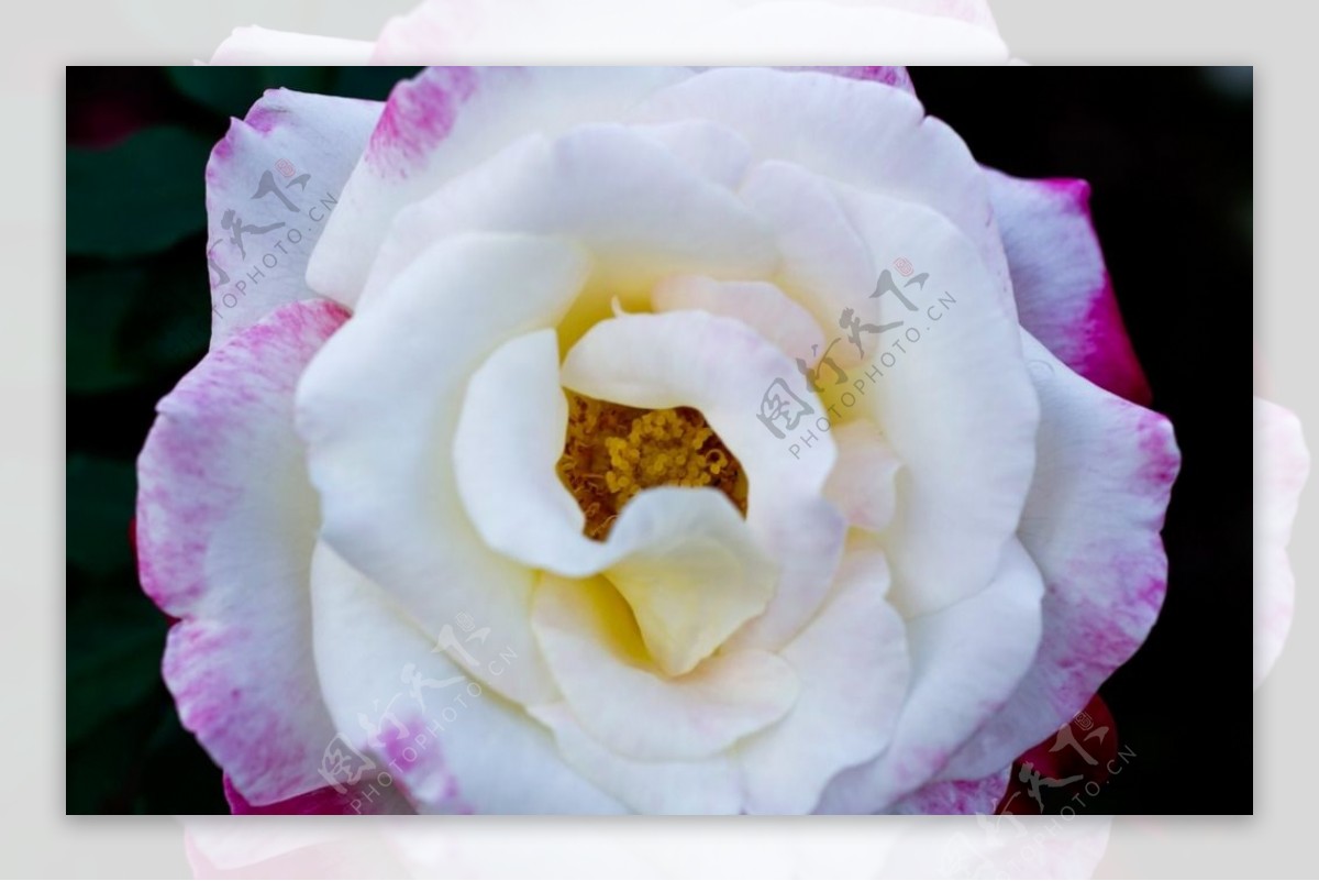 薔薇玫瑰花图片素材-编号23890257-图行天下