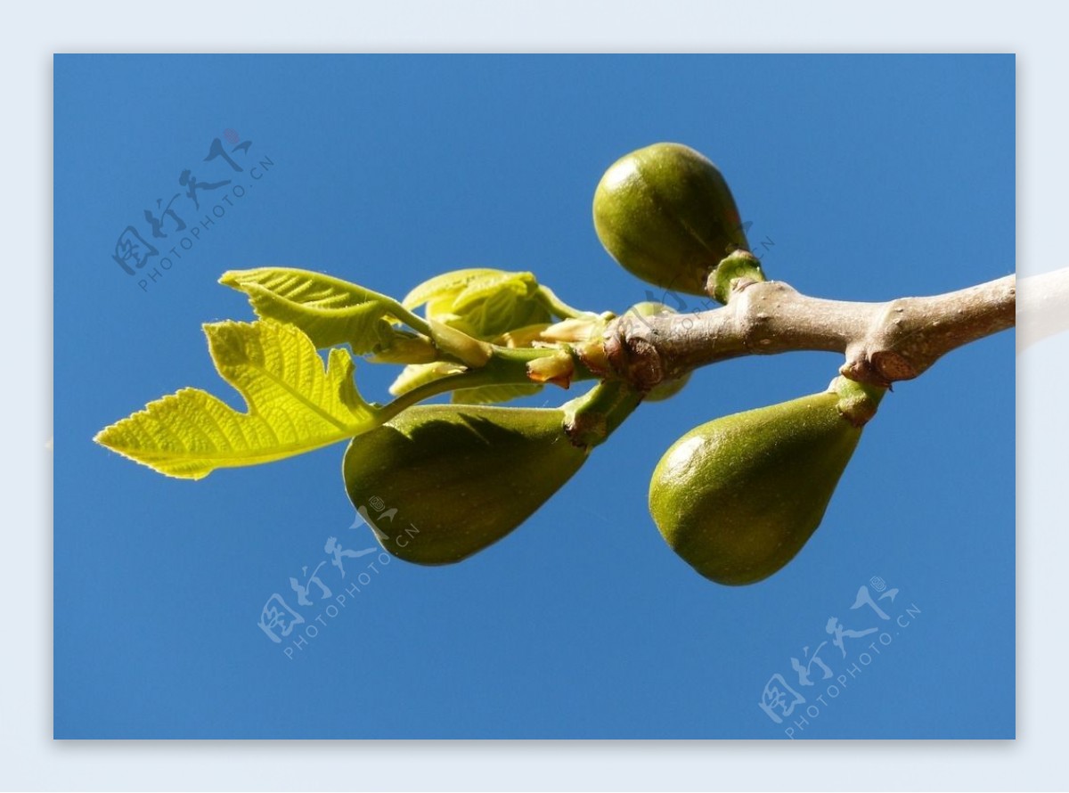 无花果树芽图片素材-编号24252007-图行天下