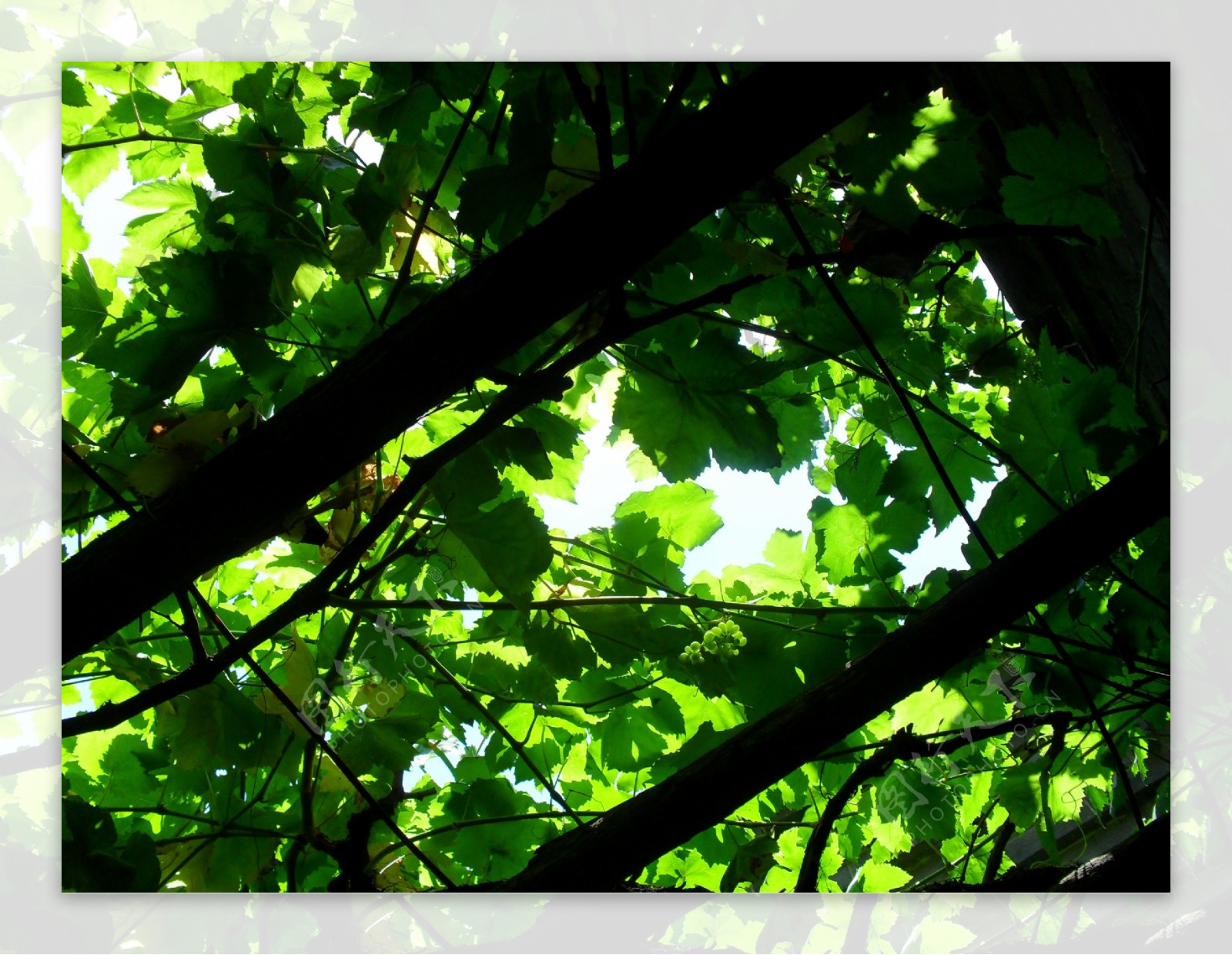 阳光下的葡萄架图片素材-编号24258657-图行天下