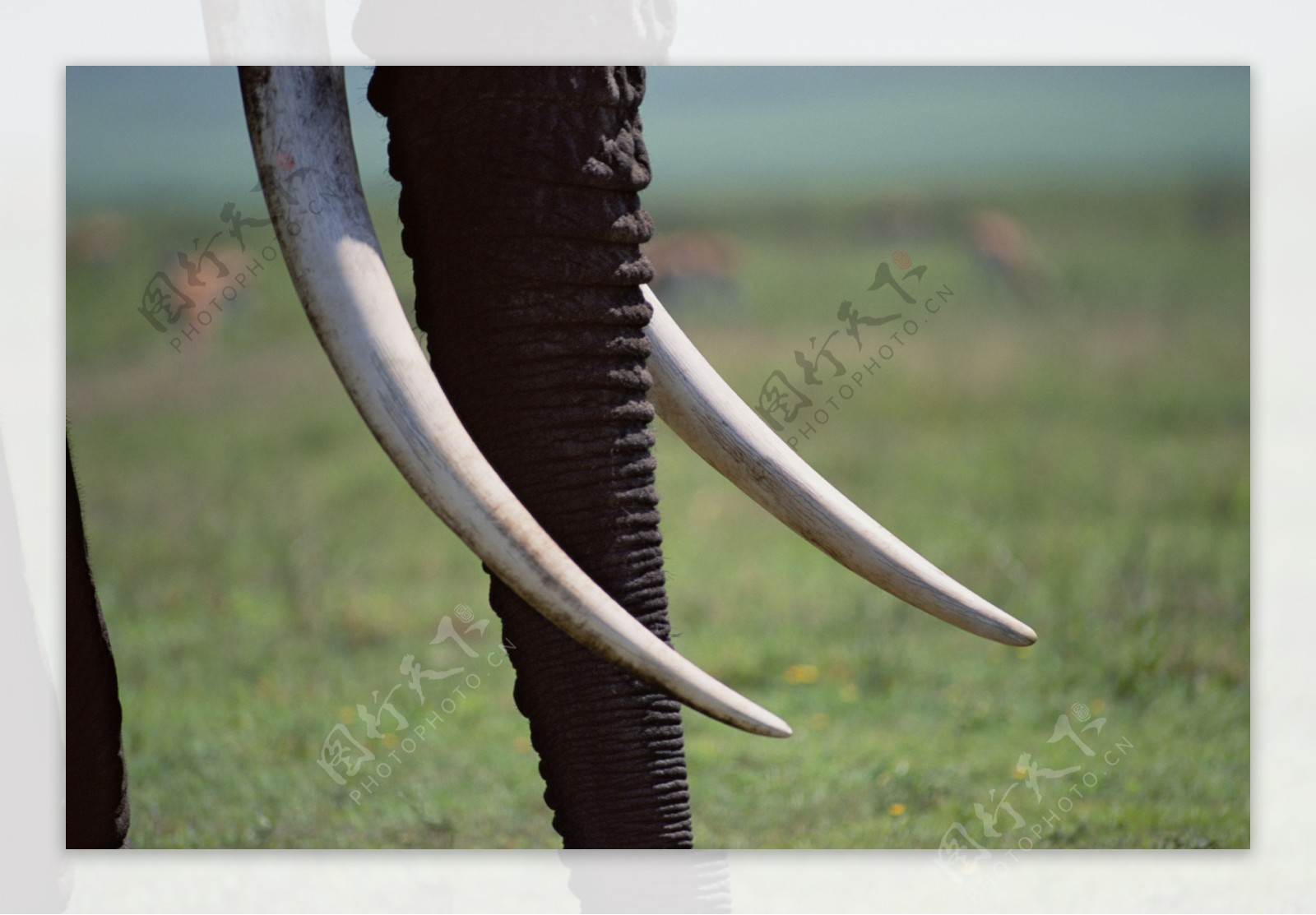 象牙图片素材-编号24673337-图行天下