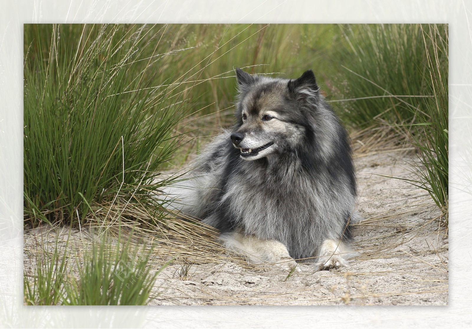 长毛狗图片素材-编号27198227-图行天下