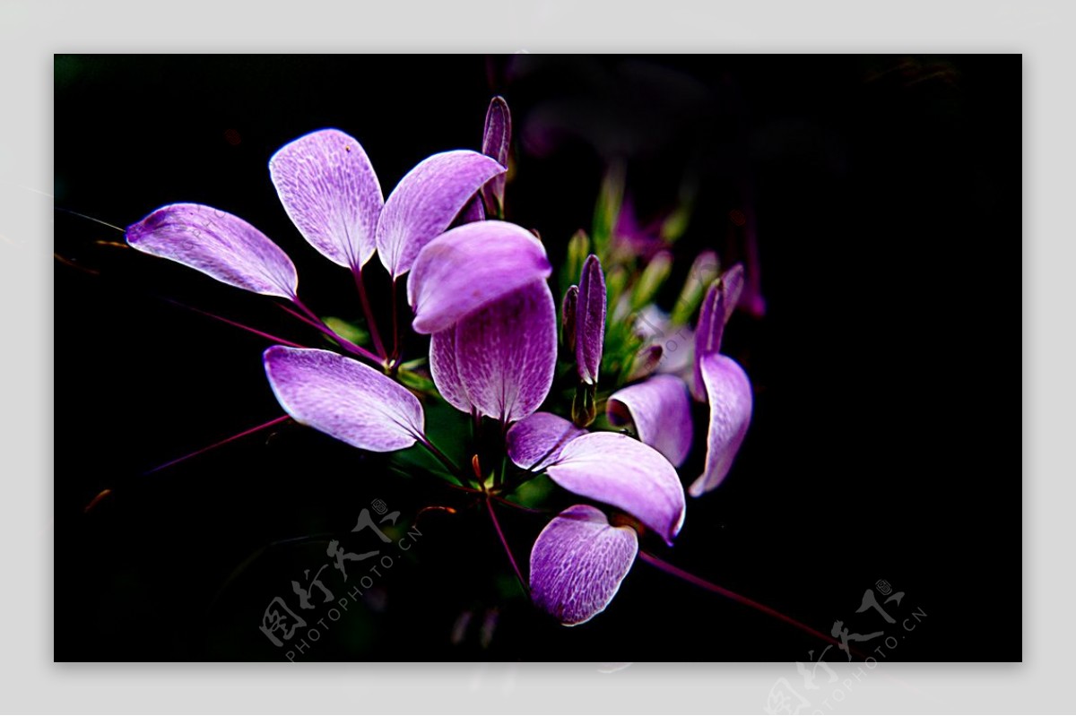 醉蝶花图片素材-编号29550747-图行天下