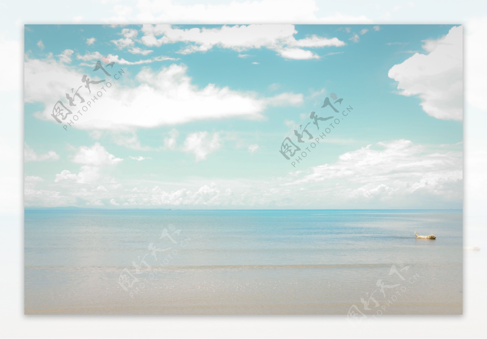 蓝天白云大海和狗图片素材-编号30183967-图行天下