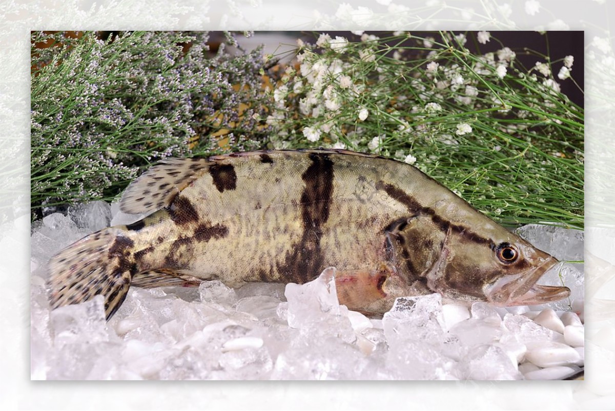 桂花鱼图片素材-编号39747407-图行天下