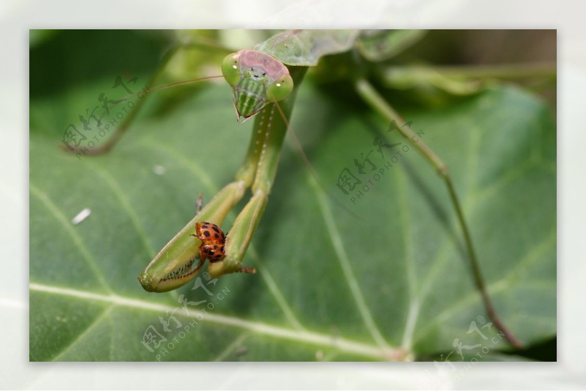 螳螂图片素材-编号39848977-图行天下